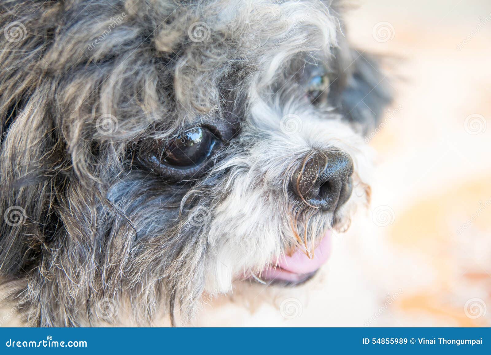 Close Up Old Shih Tzu Dog Face Stock Image - Image of senile, grey ...
