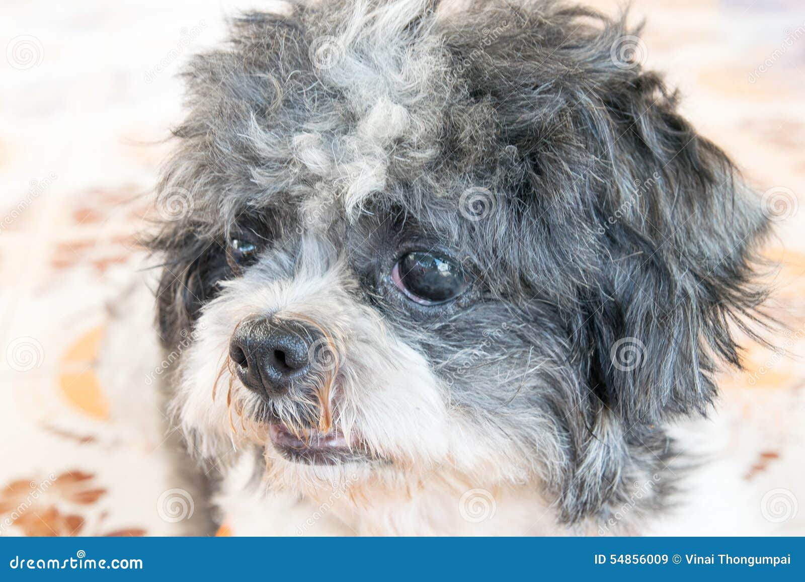 Close Up Old Shih Tzu Dog Face Stock Image - Image of face, gray: 54856009