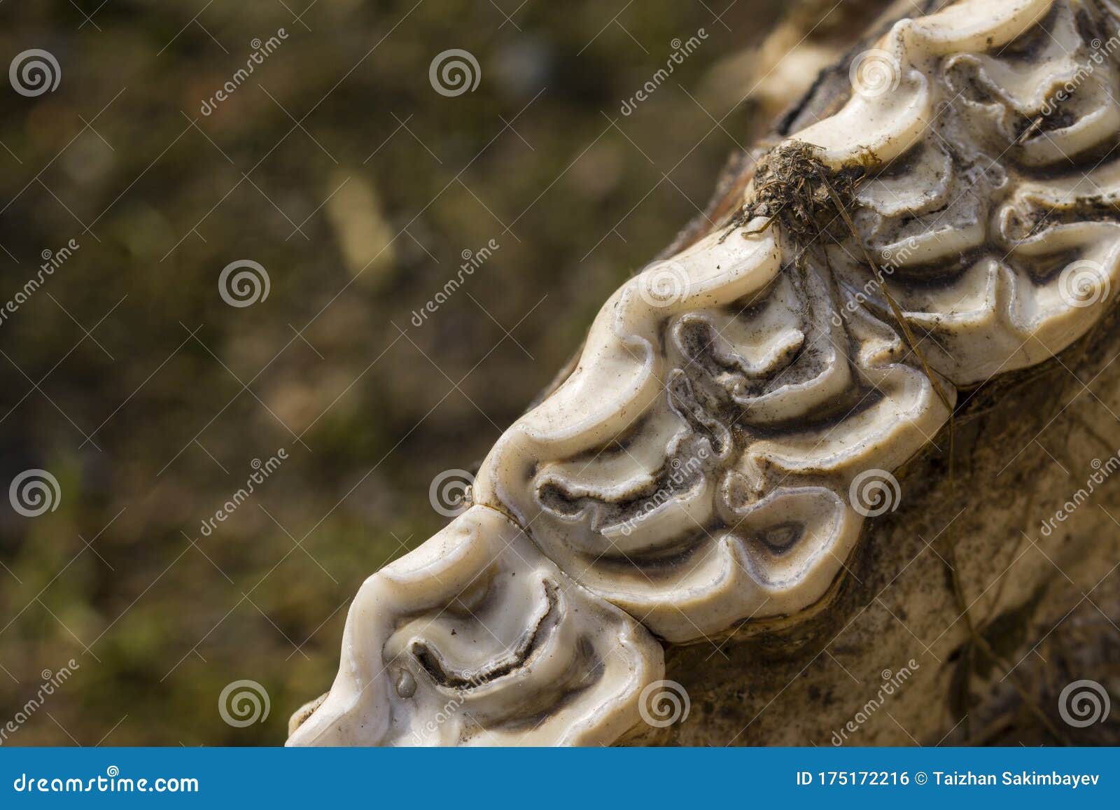 Close Up of Old Skull Cow with Teeth Stock Photo - Image of danger ...