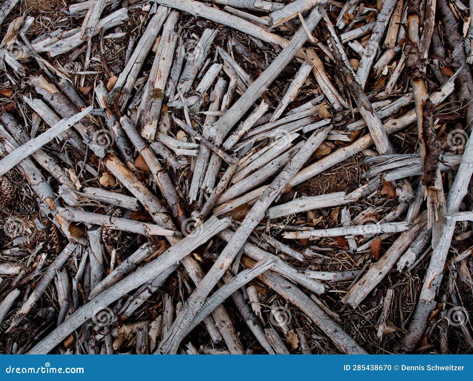 Close Up of Old Small Tree Branches on the Ground Stock Photo - Image ...