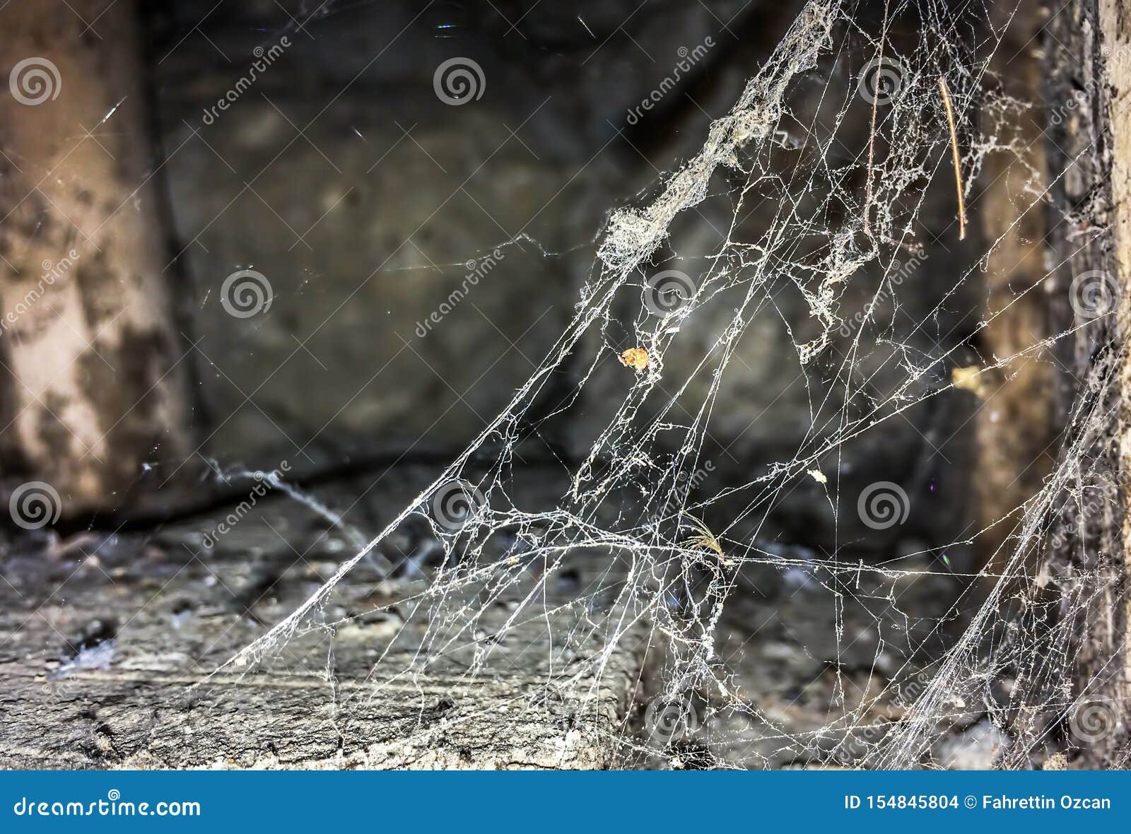 Close Up on Old Spider Cobweb Inside Garden Stock Photo - Image of ...