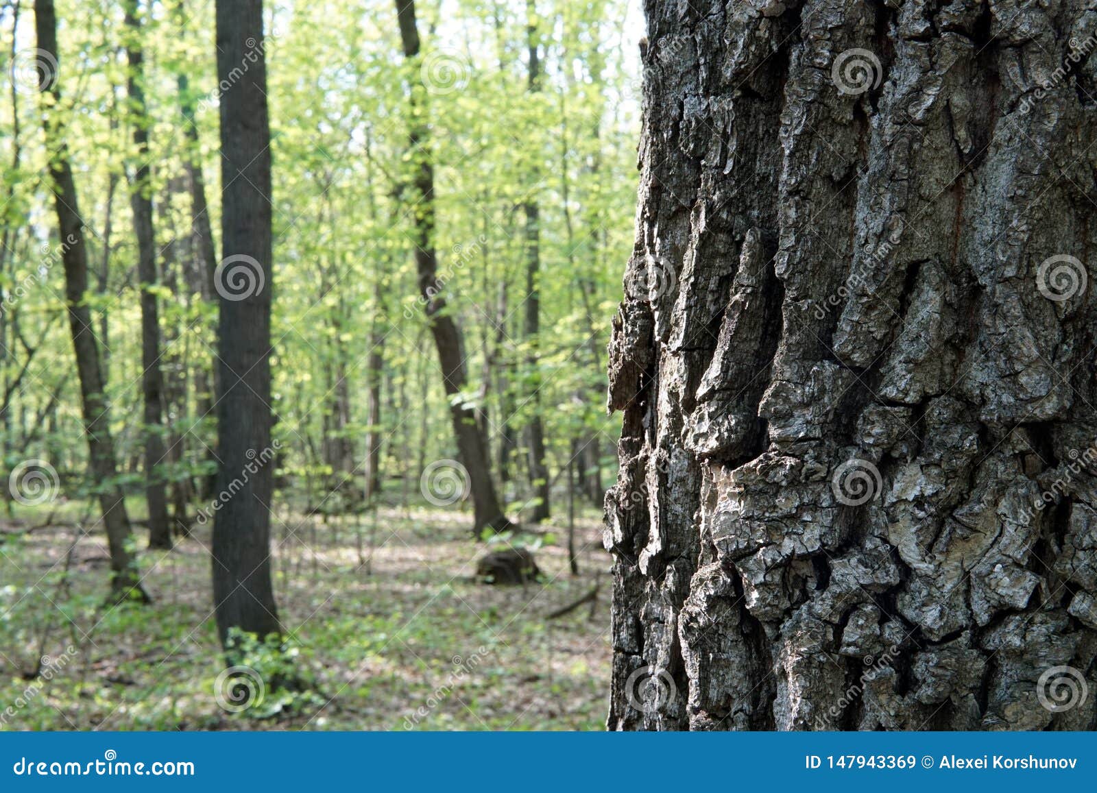 Close Up of a Tree Bark in Spring Forest Stock Image - Image of foliage ...