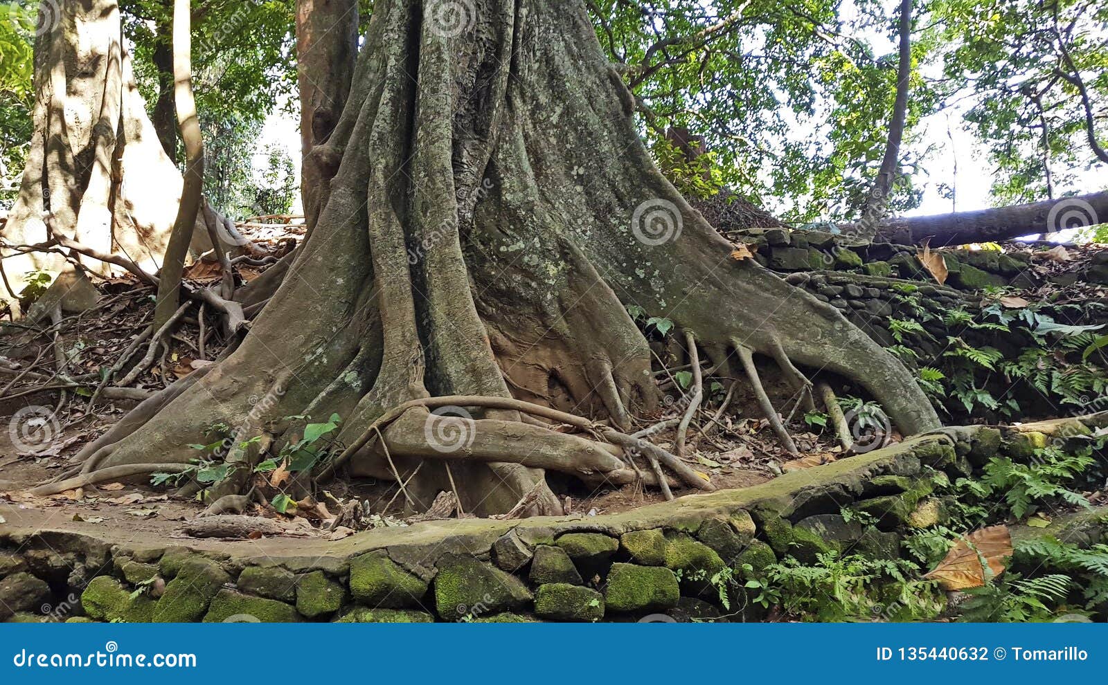 Close-up the Old Tree with Large Roots in the Forest. Stock Photo ...