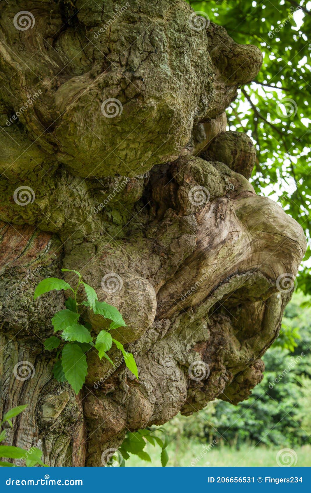 Close up of an old tree stock image. Image of bark, natural - 206656531