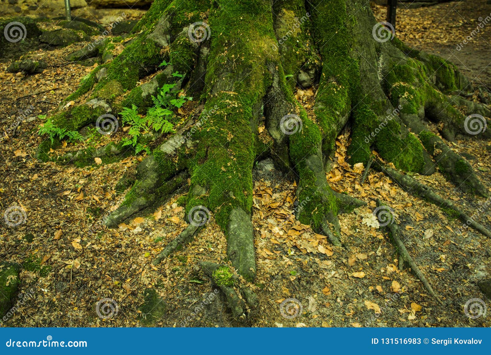 Close up of old tree roots stock image. Image of roots - 131516983