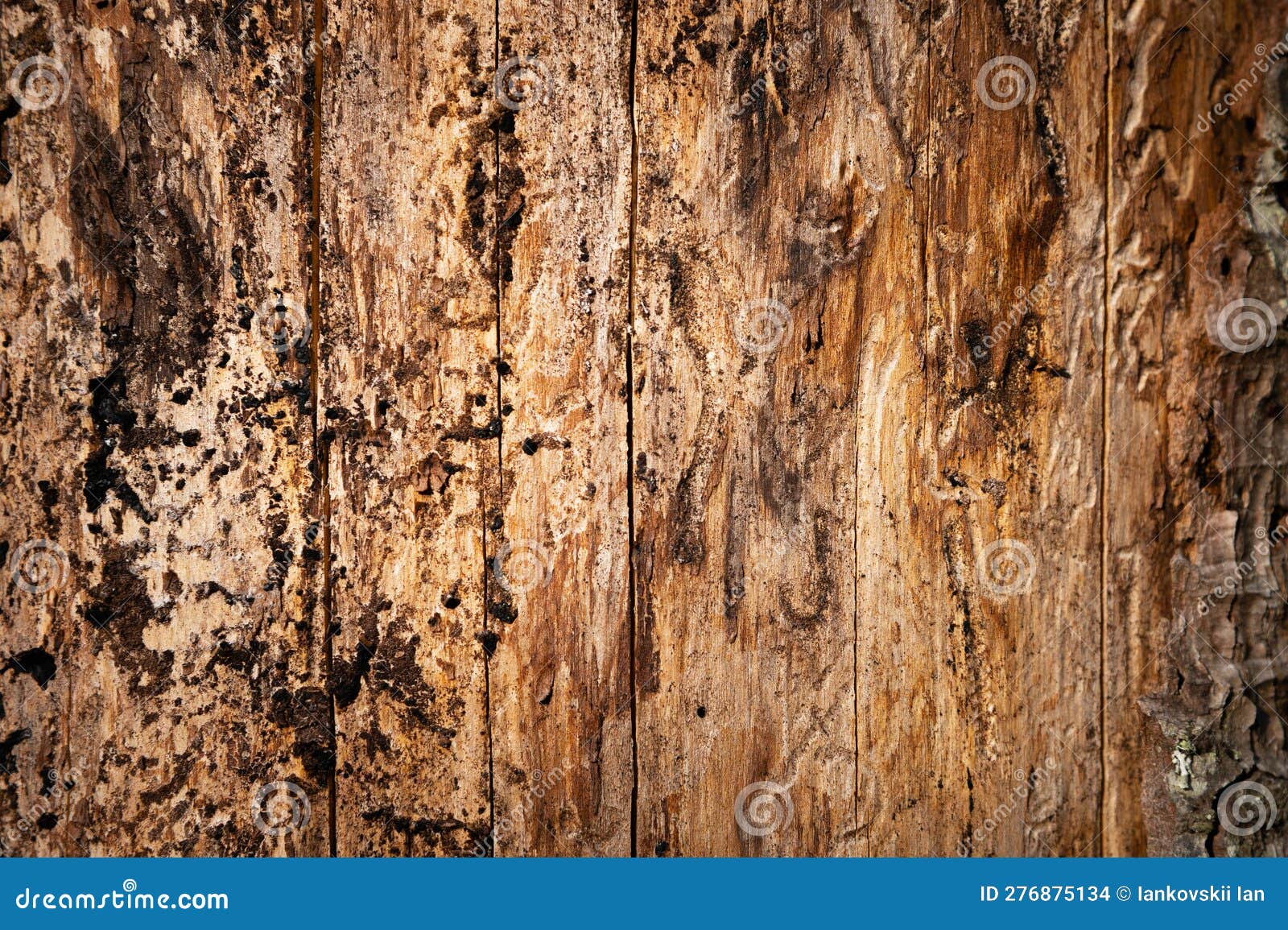 Close-up of an Old Tree, a Rough Tree Trunk Outdoors with Shavings ...