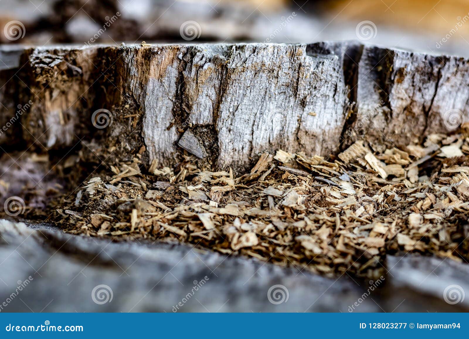 Close Up Of An Old Tree Stump With Sawdust From Being Cut Stock Image Image Of Wood Marks