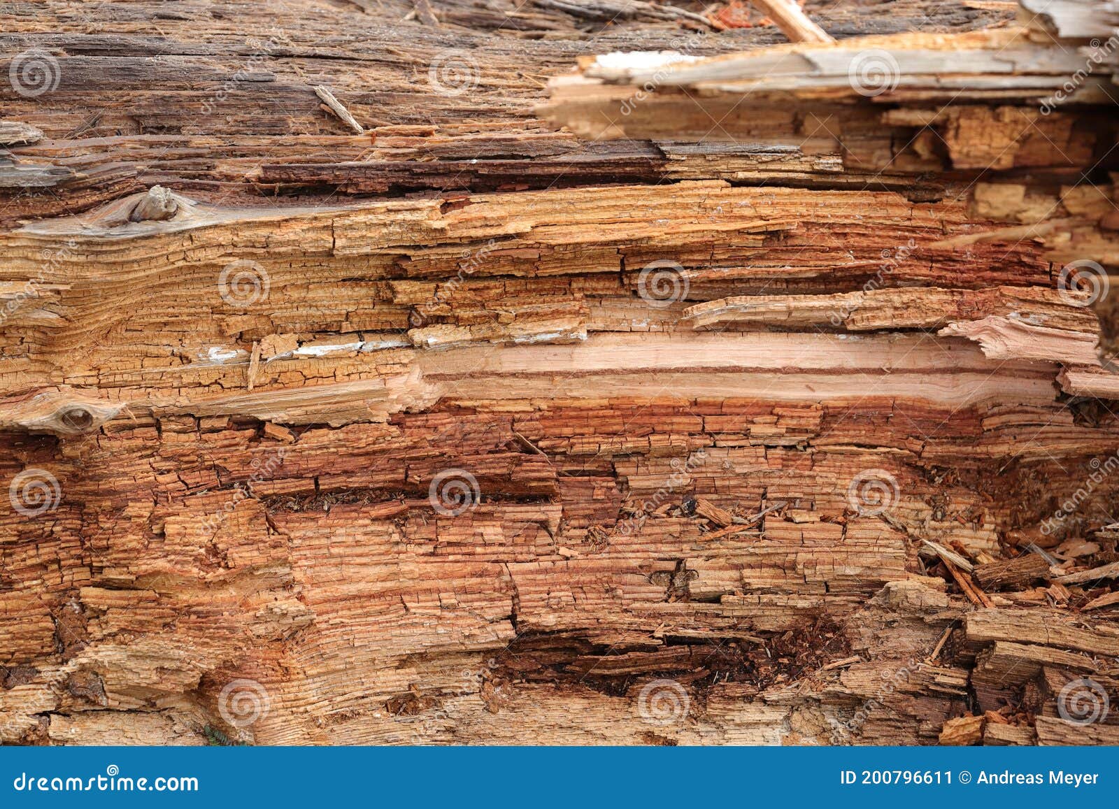 Old tree texture stock image. Image of forest, pattern - 200796611