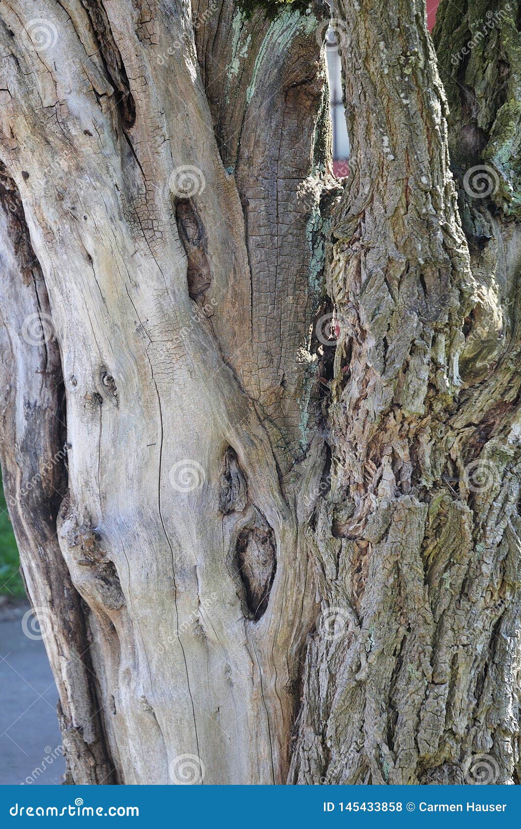 Trunk of an Old Tree with Partly Missing Bark Stock Photo - Image of ...