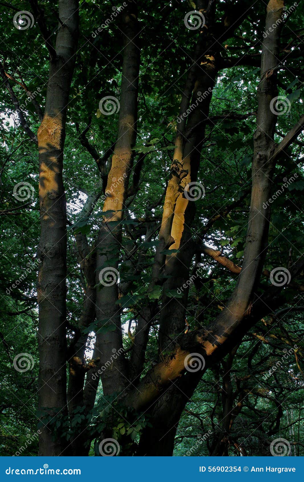 Close up of a an old tree stock photo. Image of backlit - 56902354