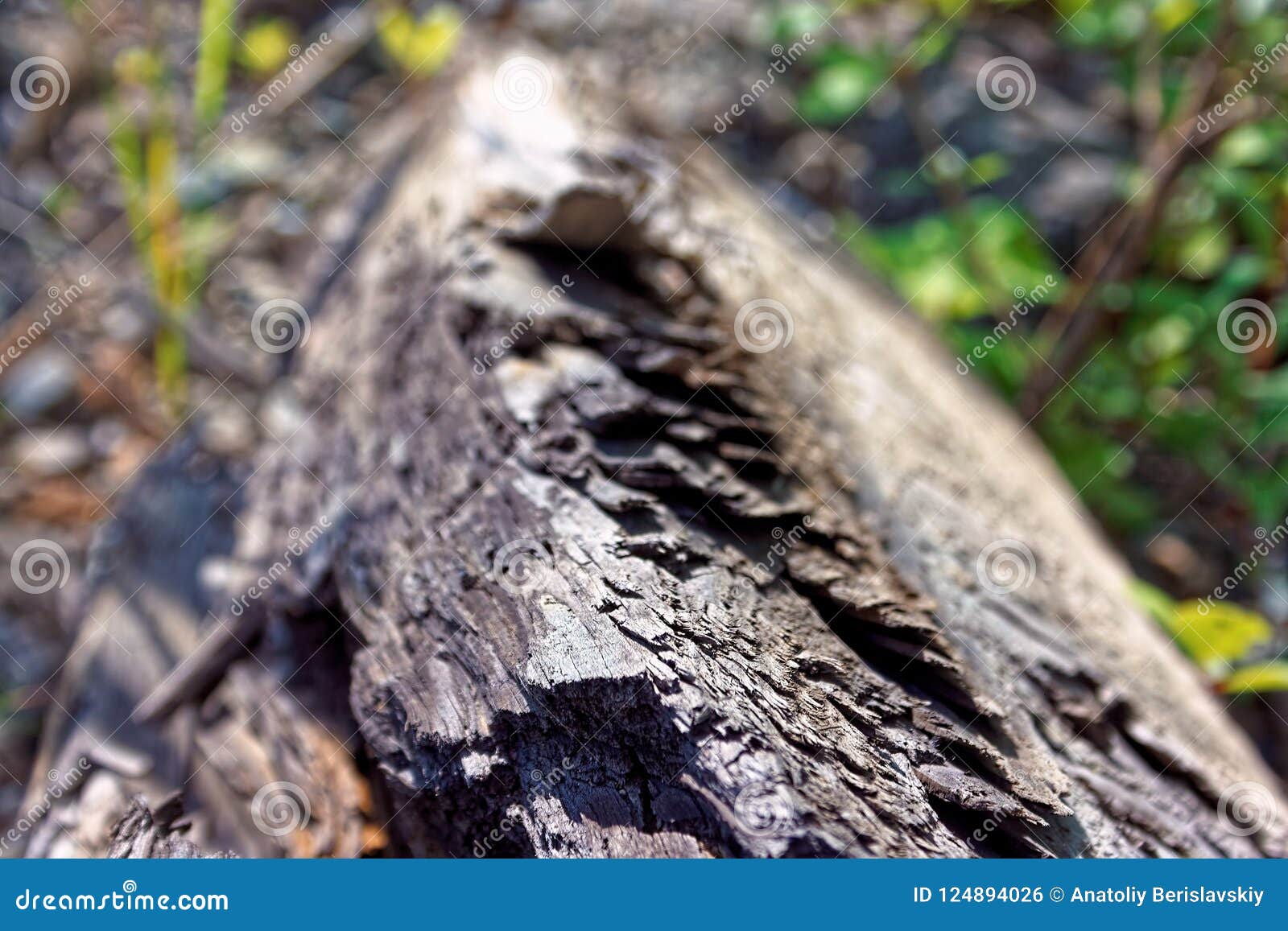 A Close Up of an Old,weathered, Fallen Tree Trunk Stock Photo - Image ...