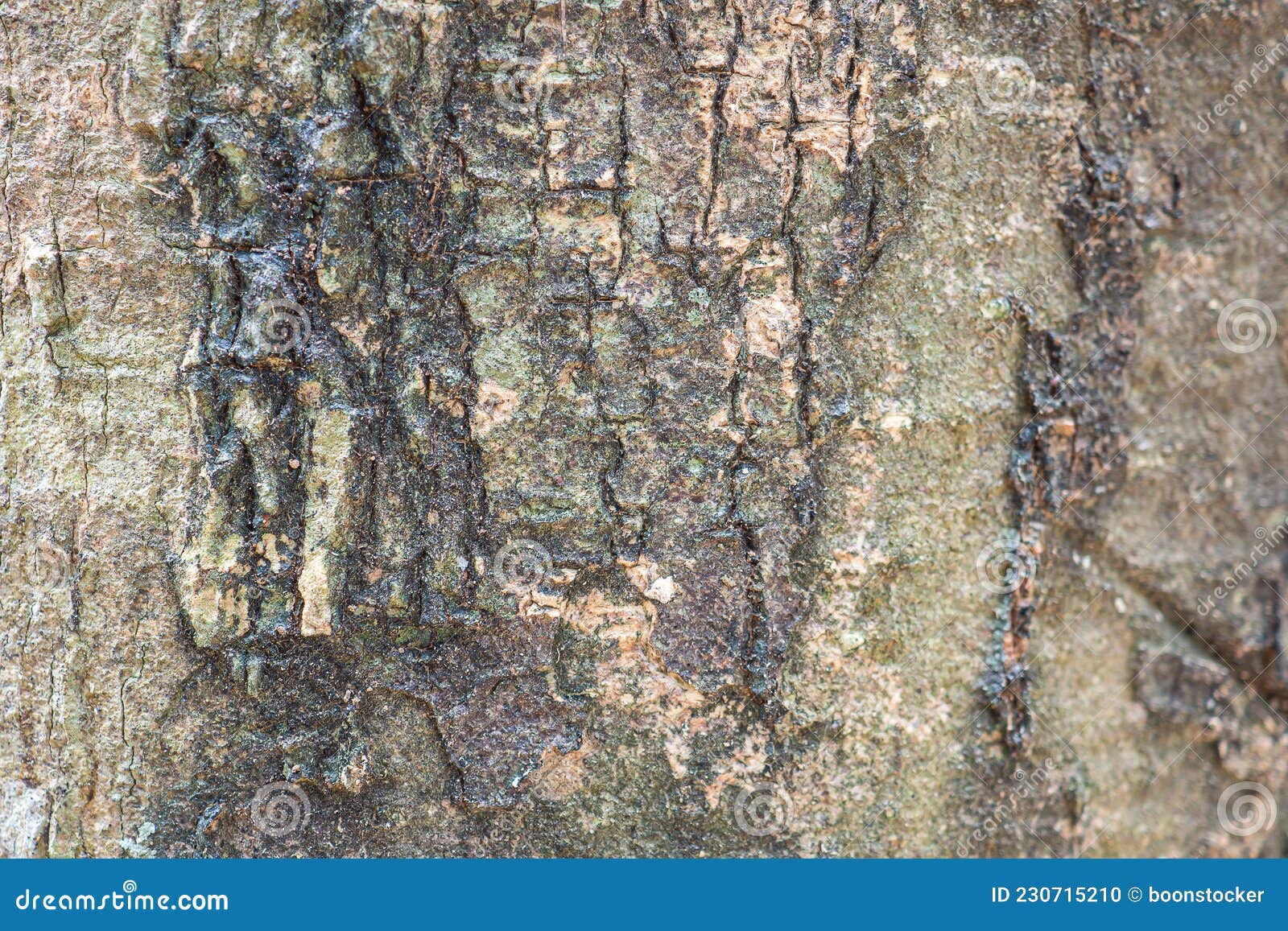 Close-up of Old Wood Tree Texture Background Stock Photo - Image of ...