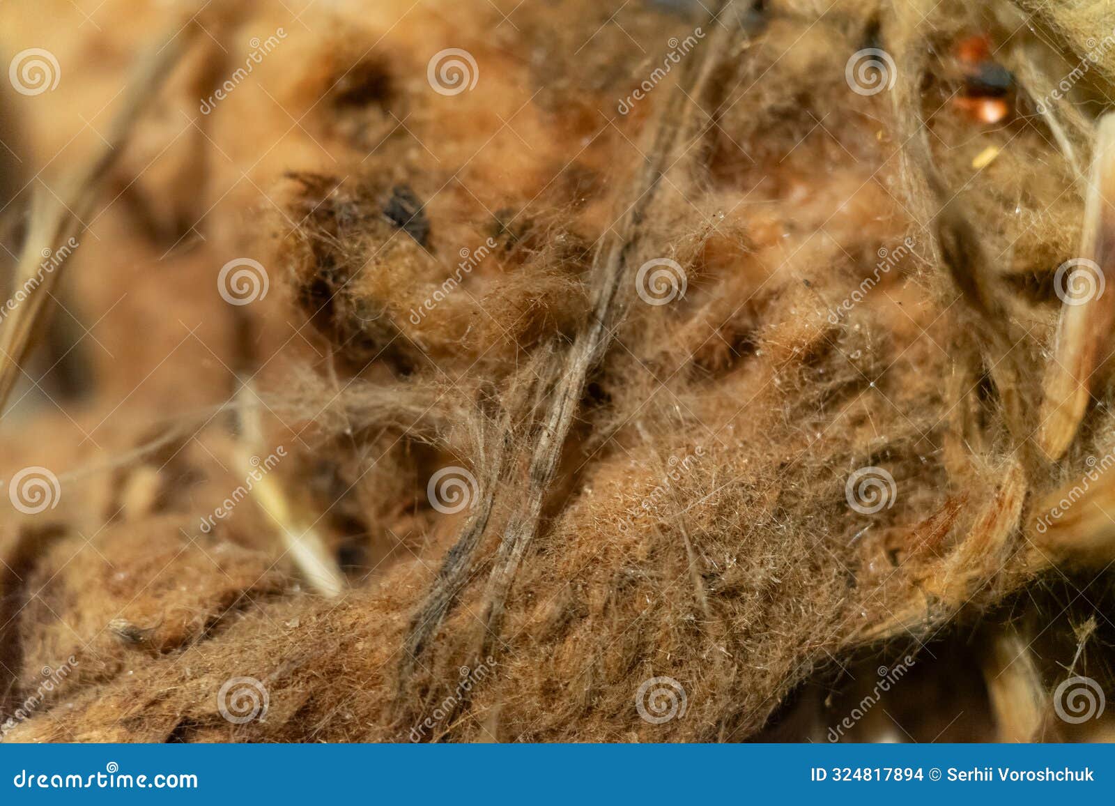 Close-up of Old and Yellowed Glass Wool Insulation Stock Photo - Image ...