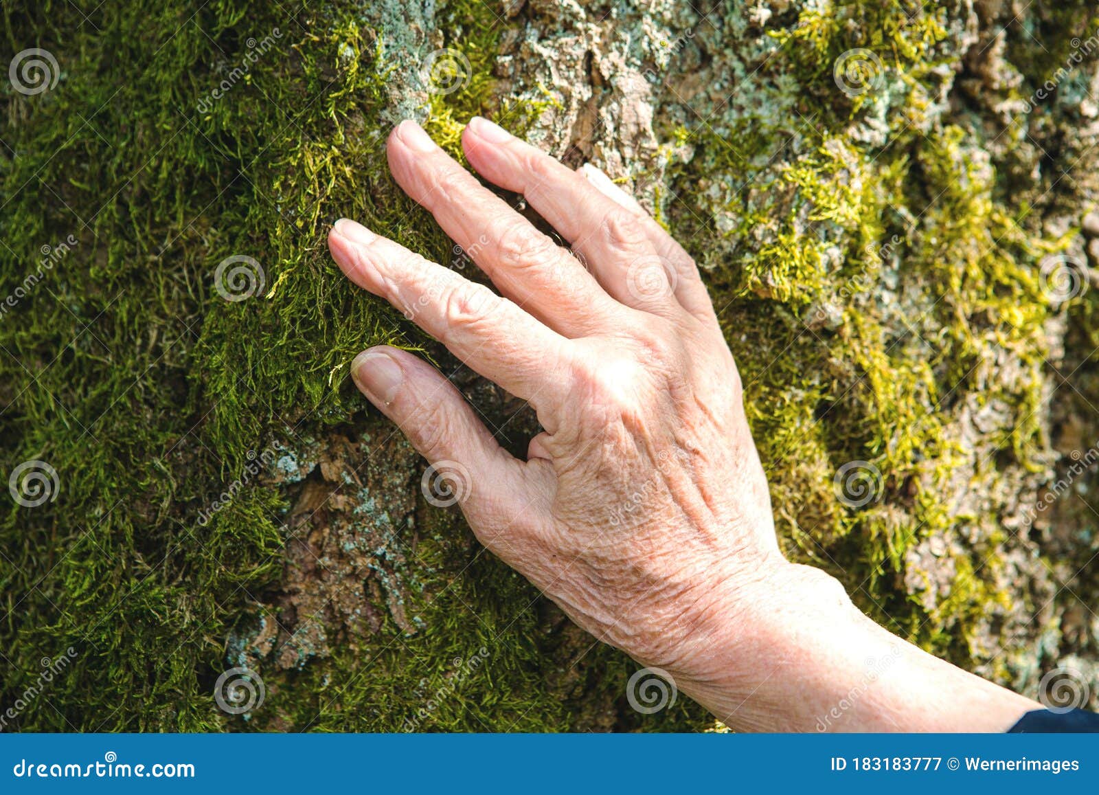 Close-up of Older Womans Hand Touching the Bark of a Tree Stock Image ...