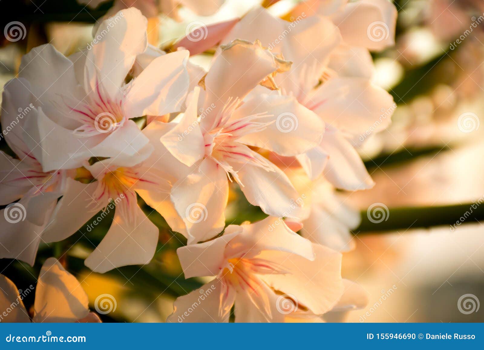Nature Nerium Oleander ` Kaneru ` Flower Of Sri Lanka Royalty-Free ...