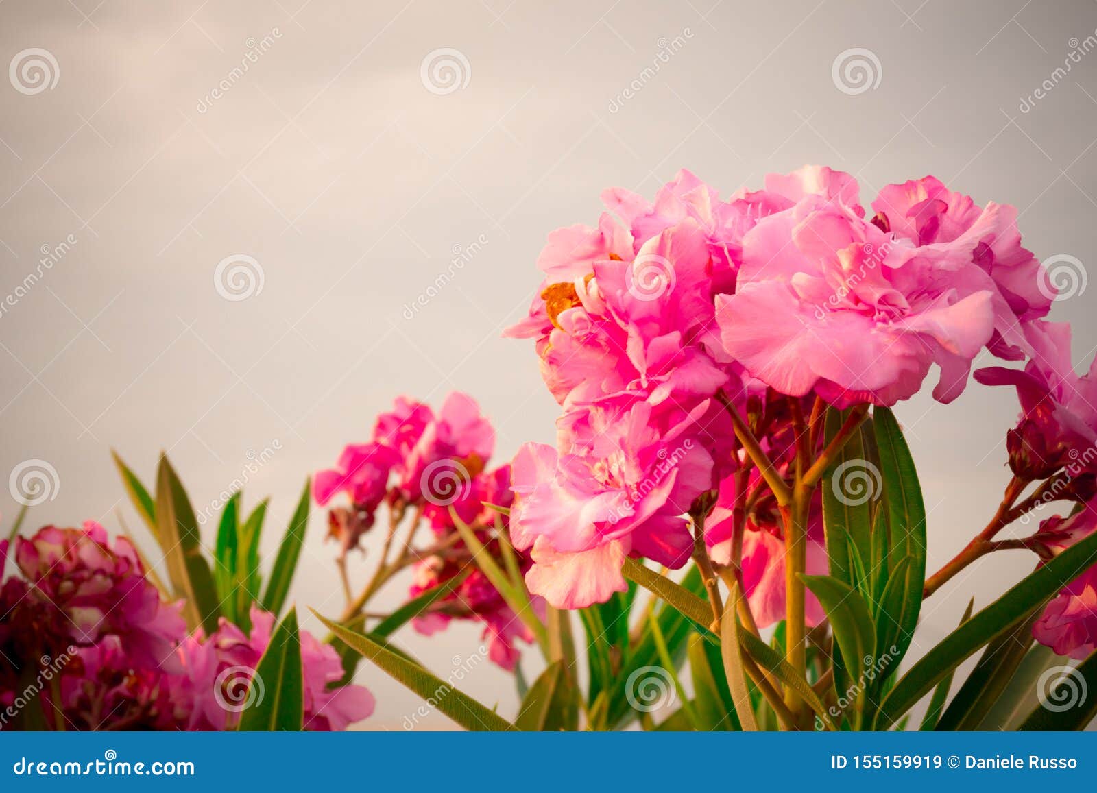 Nature Nerium Oleander ` Kaneru ` Flower Of Sri Lanka Royalty-Free ...