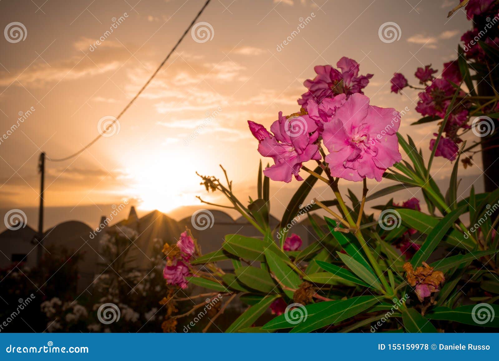 Nature Nerium Oleander ` Kaneru ` Flower Of Sri Lanka Royalty-Free ...