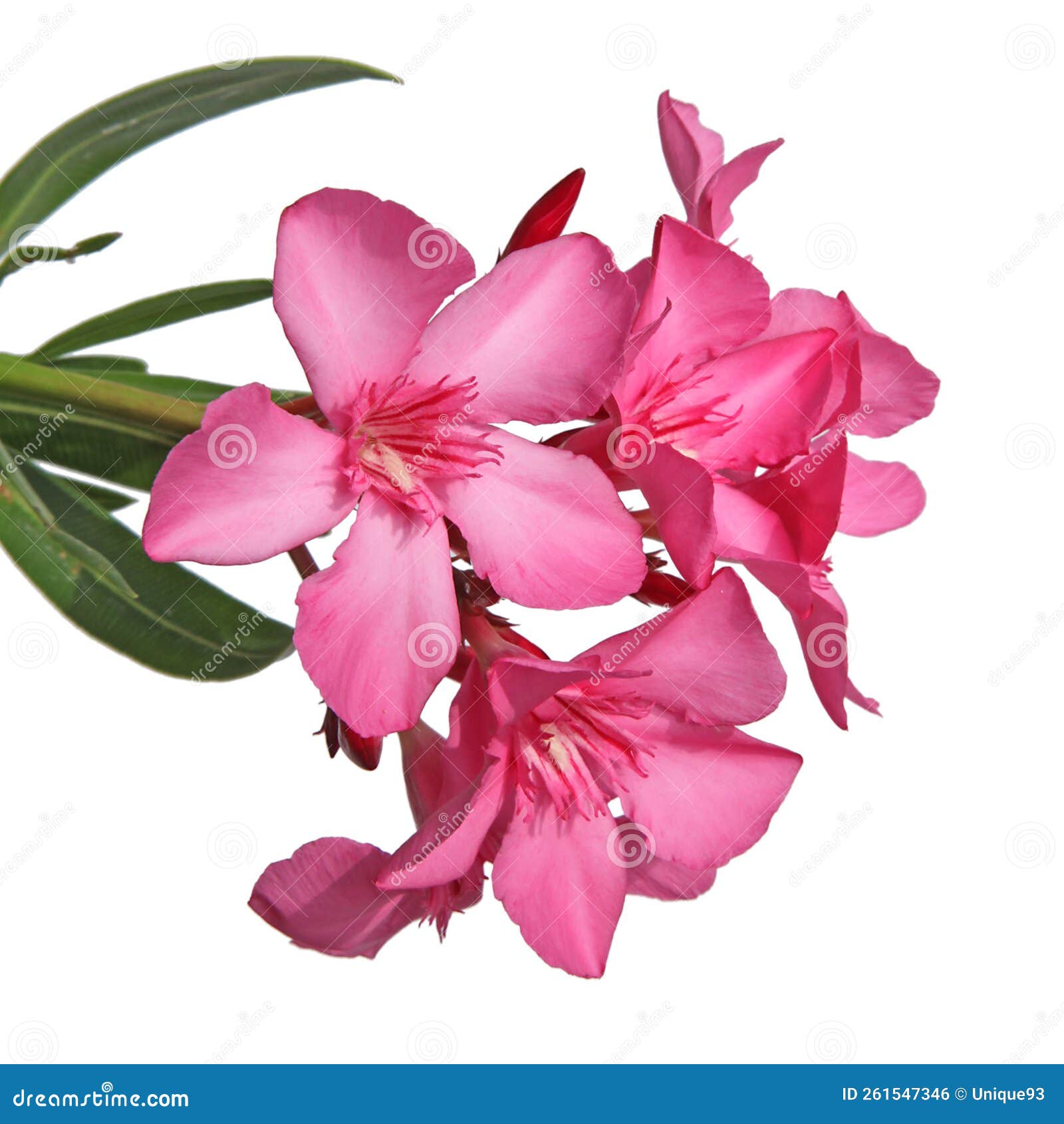 Close-up of Oleander Flowers Stock Photo - Image of oleander, gardening ...