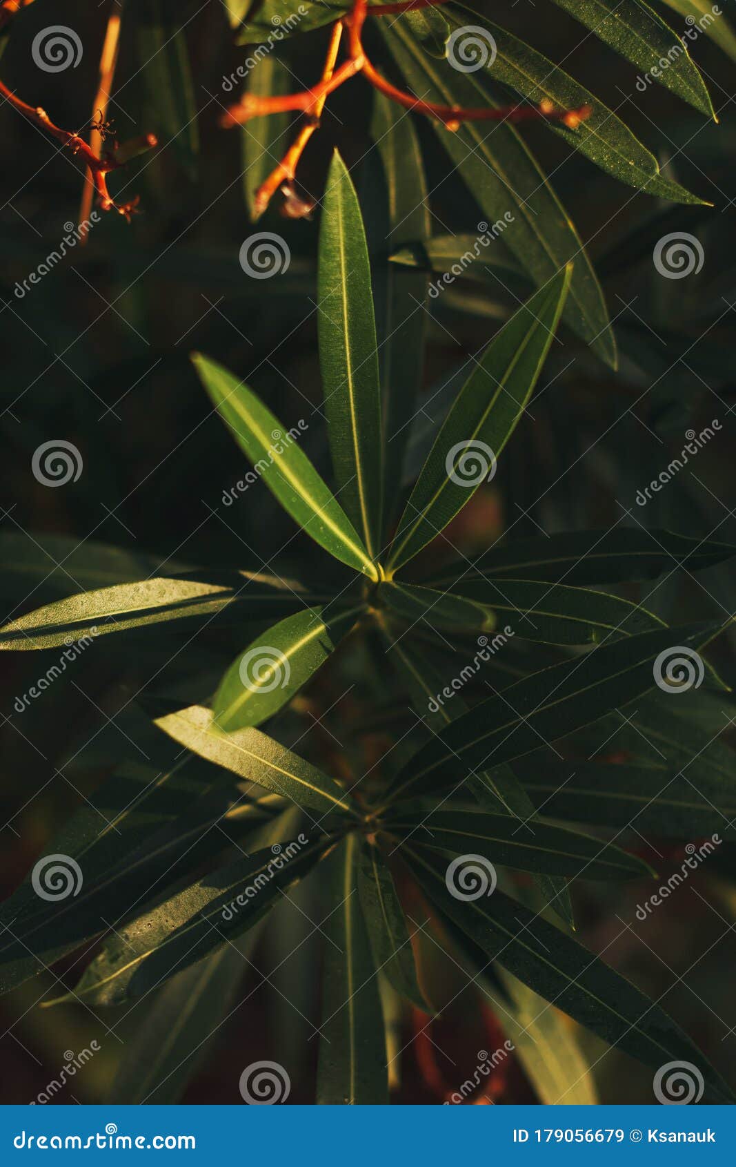 Close Up of Oleander Leaves on a Background of Greenery. Soft Focus on ...