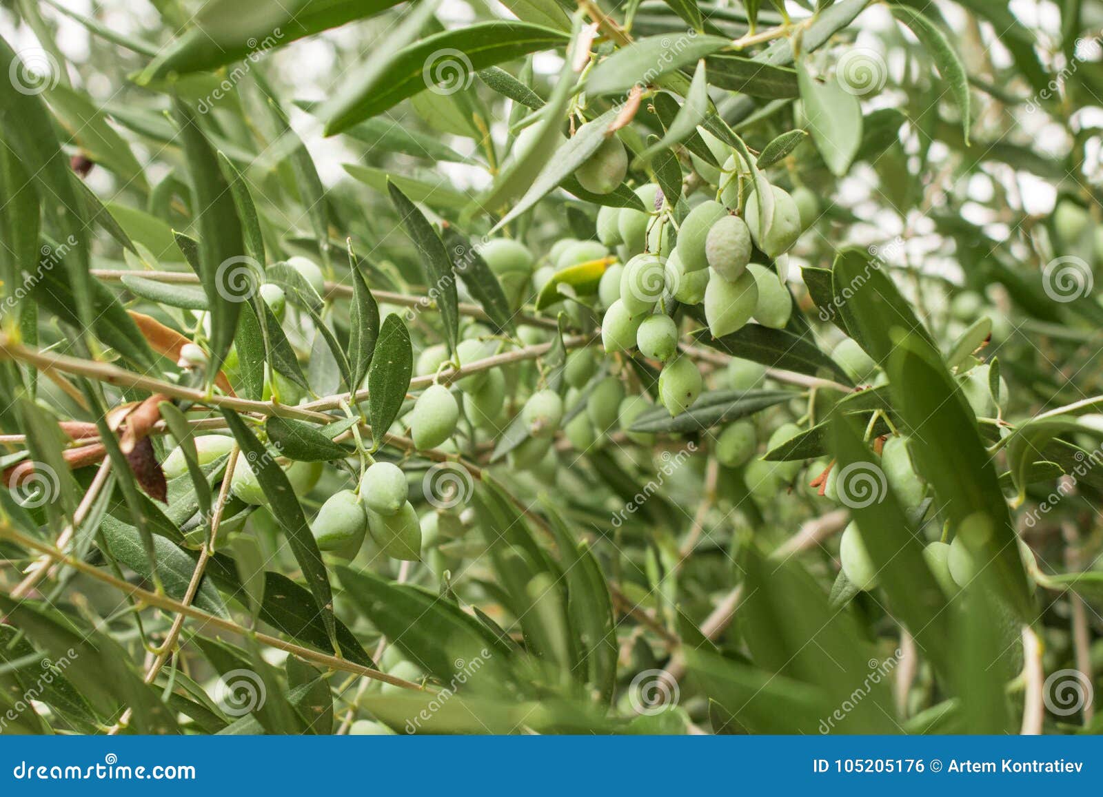 Close Up of Olive Tree Branch with Olives on Olive Trees Backround ...