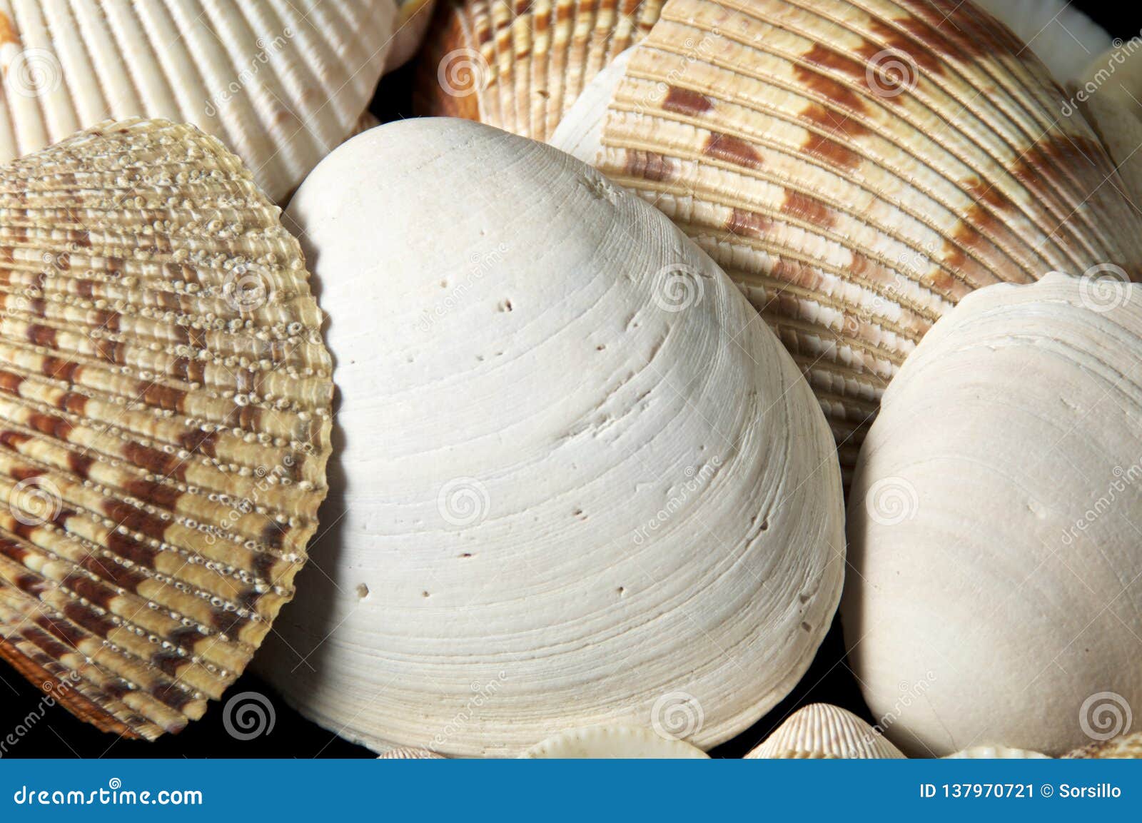 Close Up of Large Sea Shells on Black Background Stock Image - Image of ...