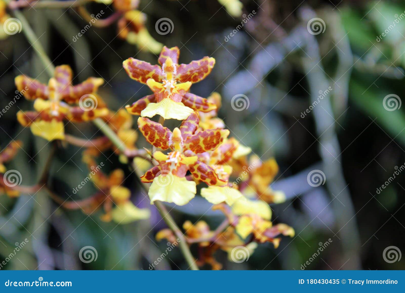 Close Up of Yellow and Rust Colored Oncidium Orchid Flowers with a ...