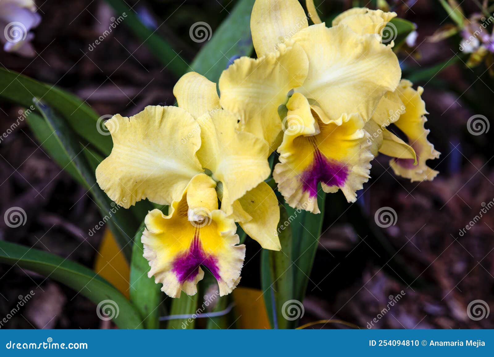 Close Up of One of the Beautiful Colombian Orchids Stock Photo - Image ...
