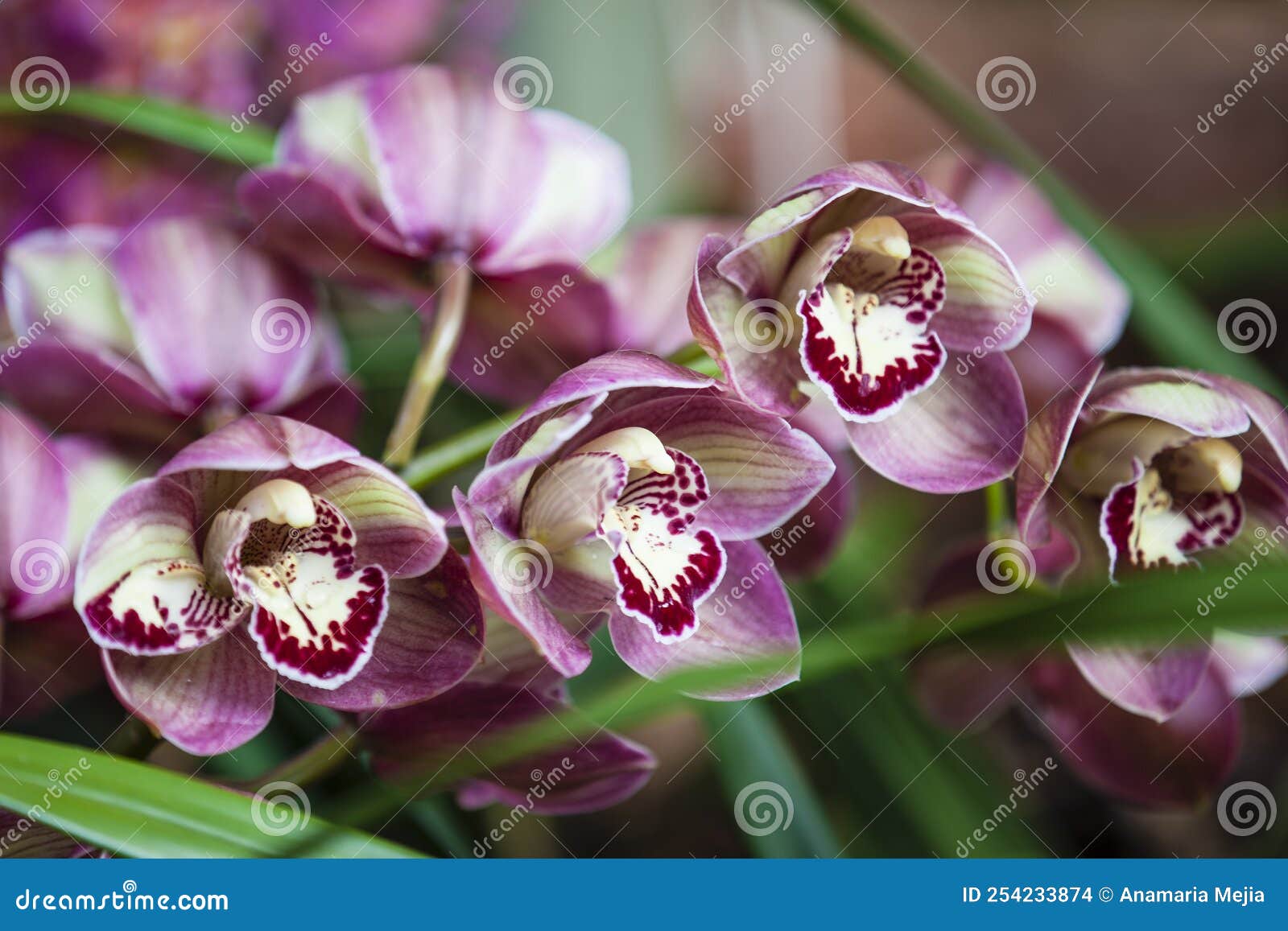 Close Up of One of the Beautiful Colombian Orchids Stock Photo - Image ...