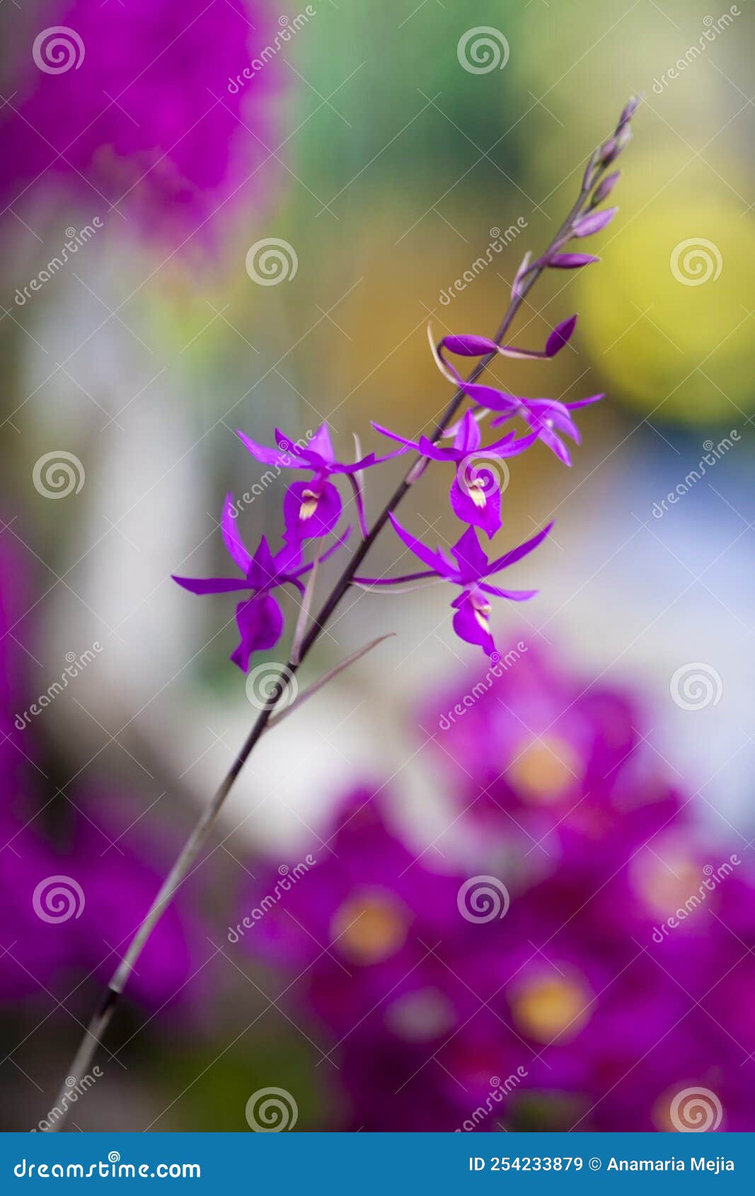 Close Up of One of the Beautiful Colombian Orchids Stock Image - Image ...
