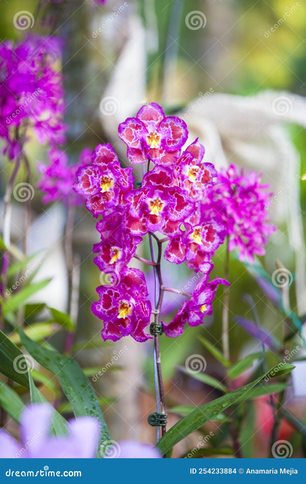 Close Up of One of the Beautiful Colombian Orchids Stock Photo - Image ...