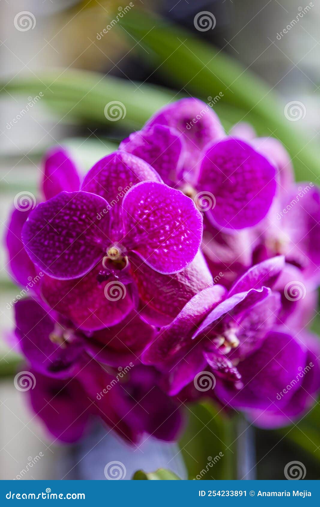 Close Up of One of the Beautiful Colombian Orchids Stock Image - Image ...