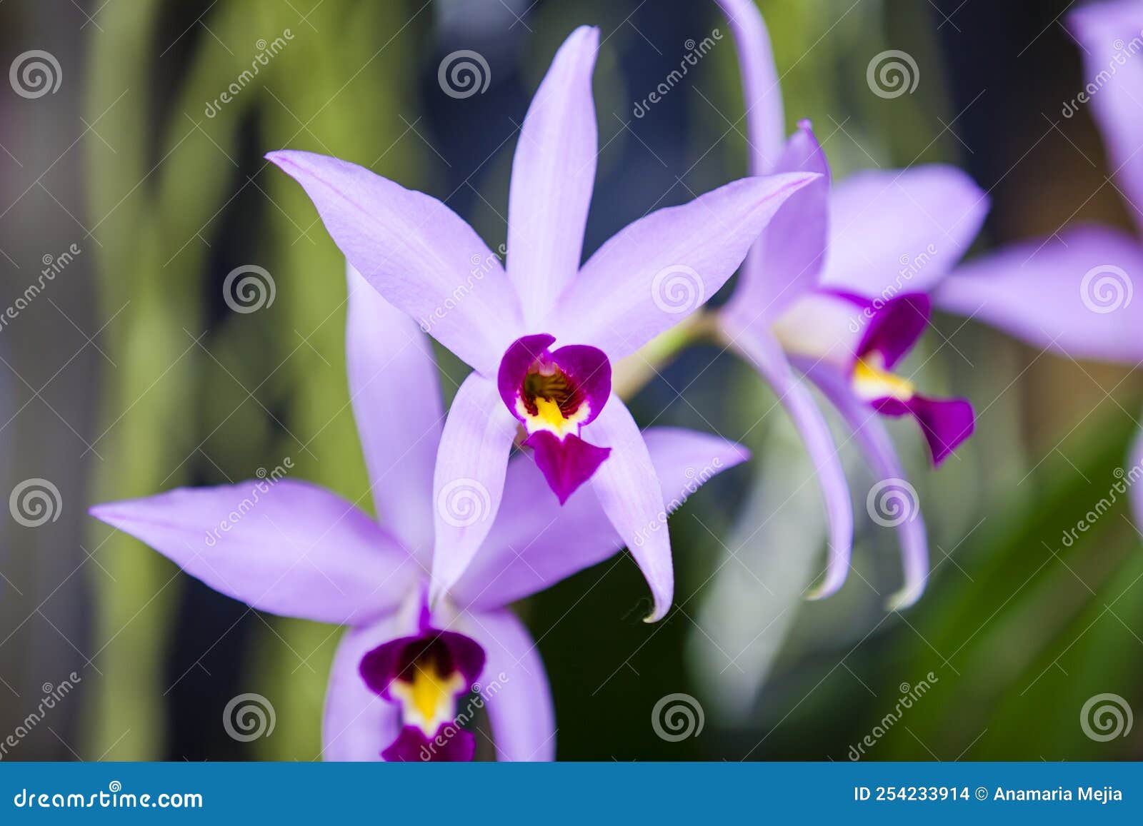 Close Up of One of the Beautiful Colombian Orchids Stock Photo - Image ...