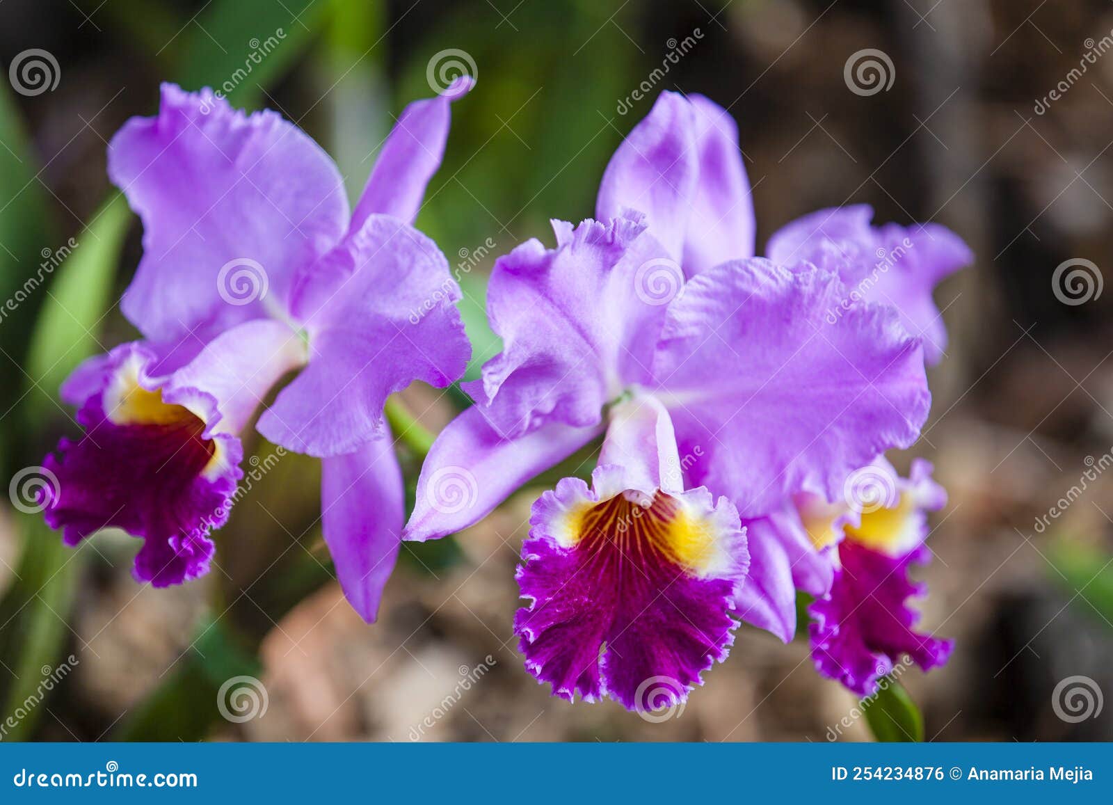 Close Up of One of the Beautiful Colombian Orchids Stock Photo - Image ...