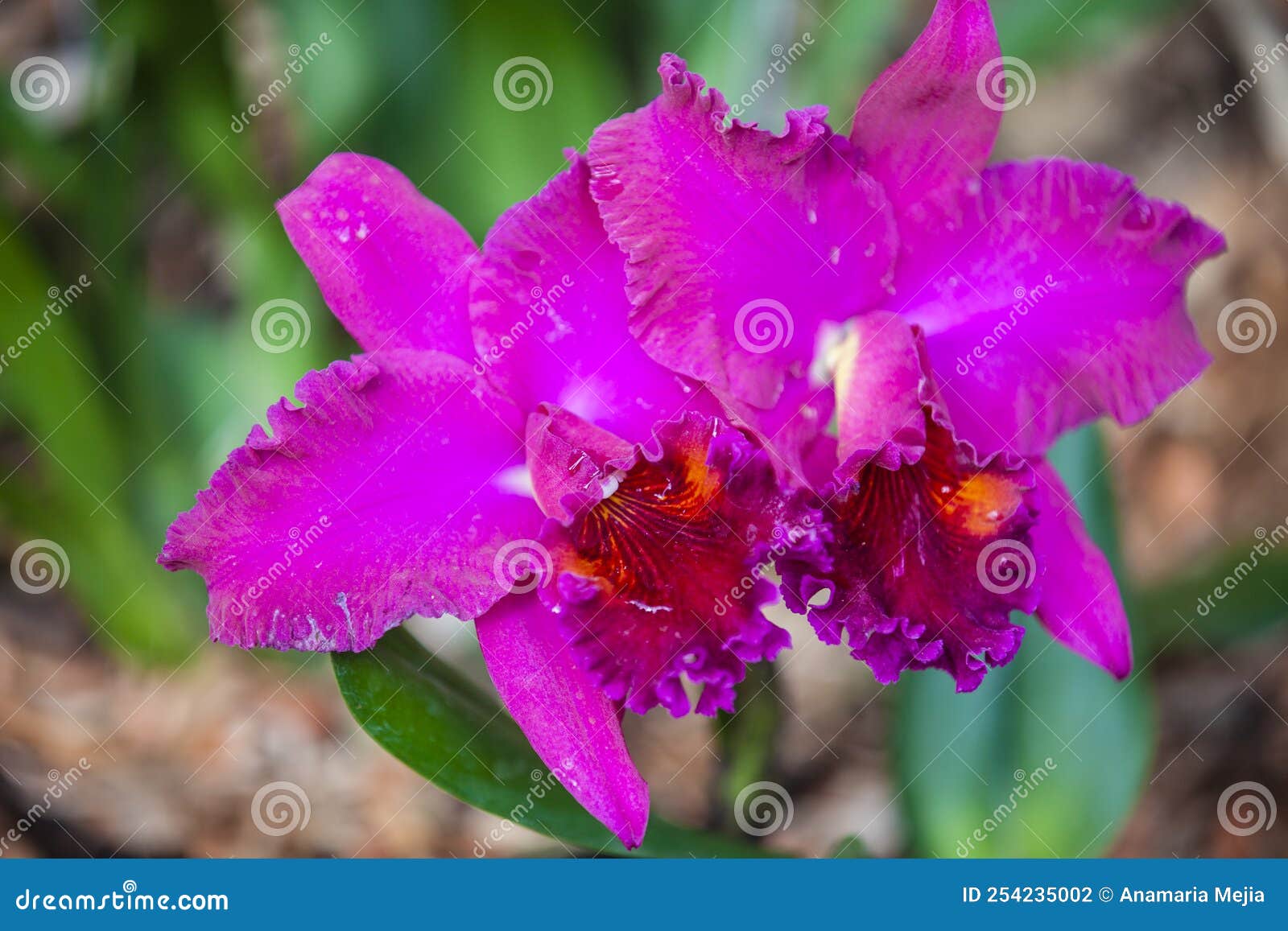 Close Up of One of the Beautiful Colombian Orchids Stock Photo - Image ...