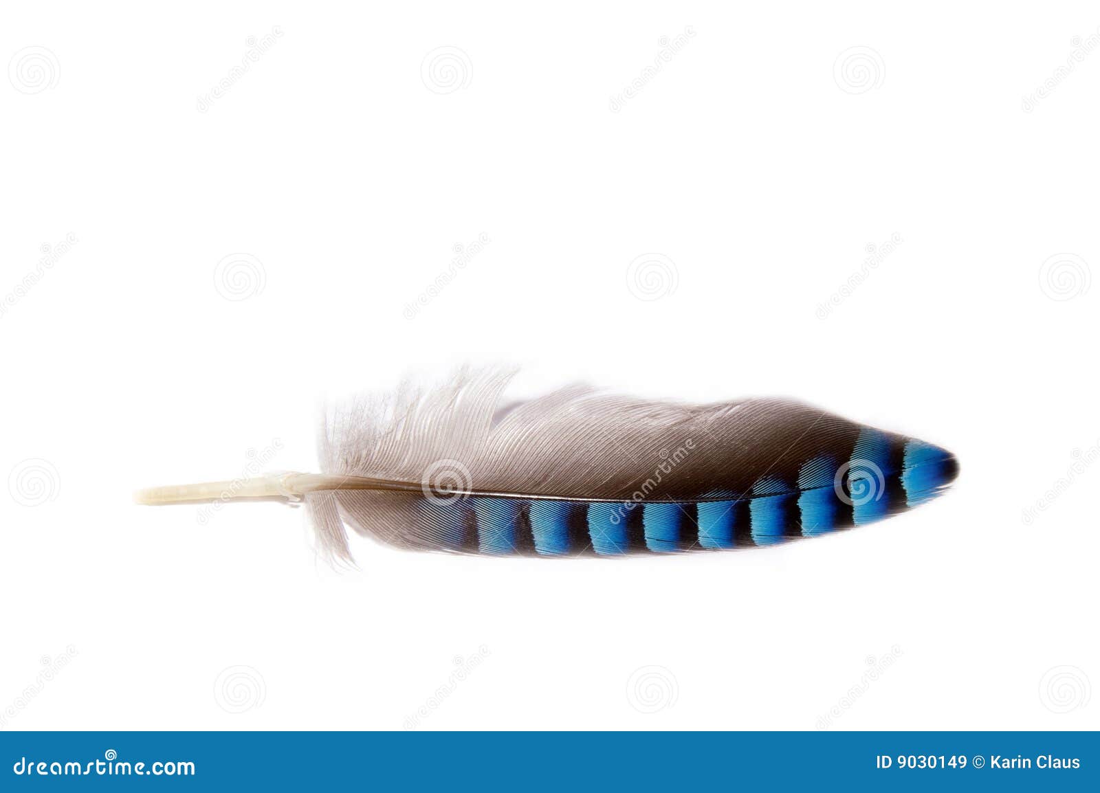 Close up of one feather stock image. Image of white, texture - 9030149