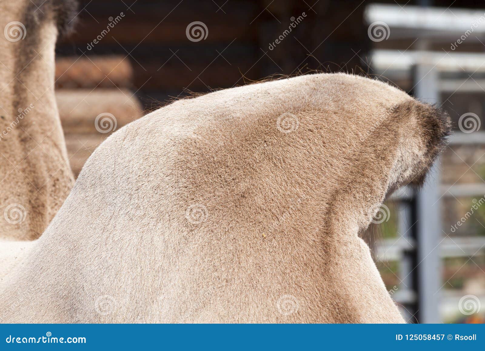Hump of a camel stock image. Image of desert, design - 125058457