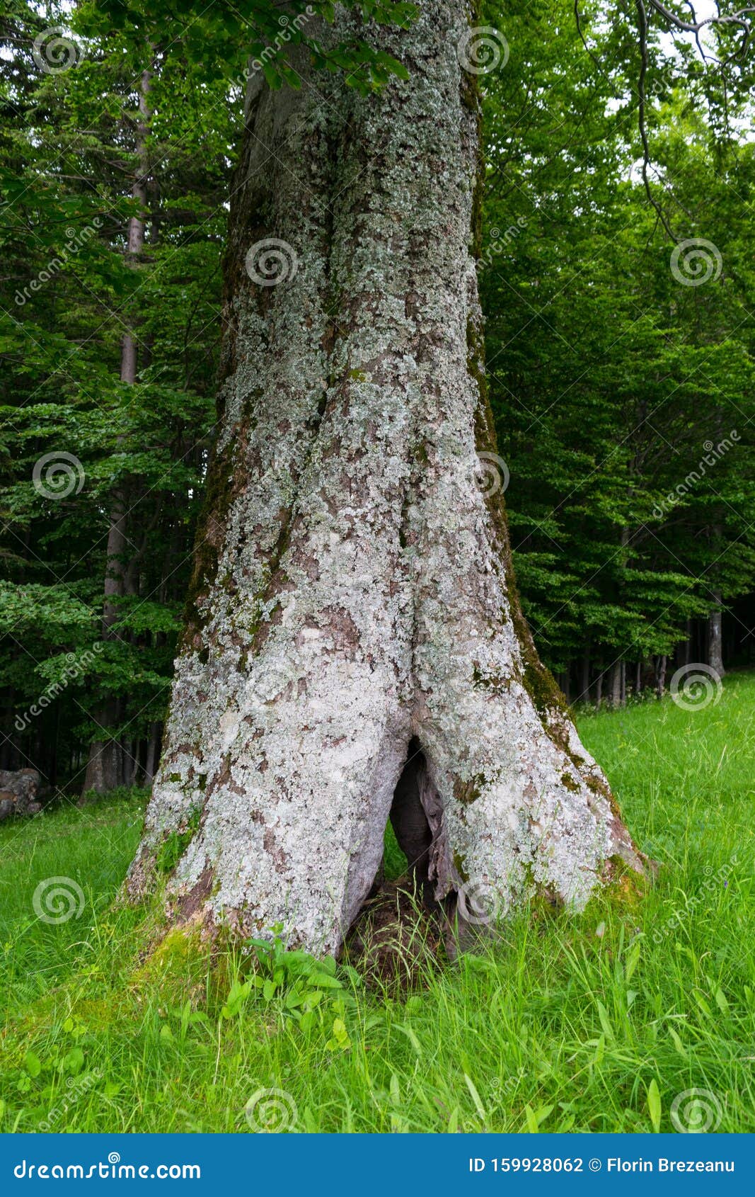 Split Tree Stump Left Over From A Broken And Fallen Tree In An Autumn ...