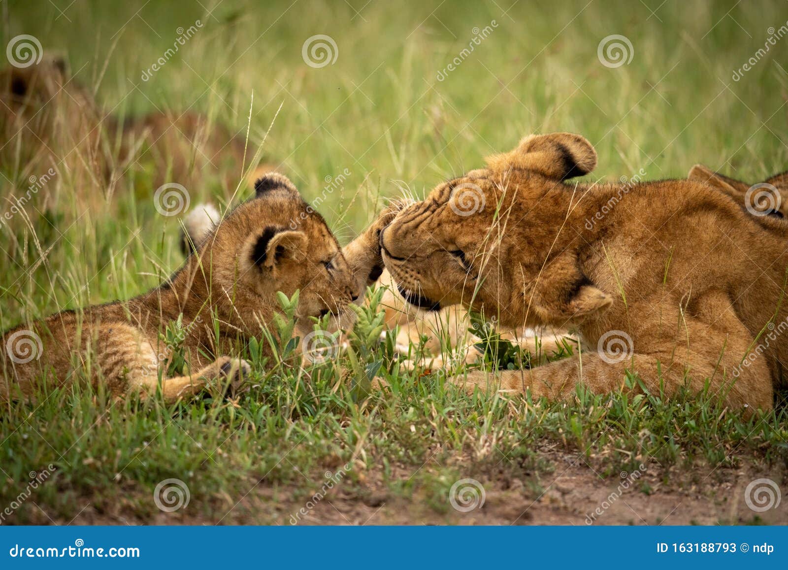 Close-up of One Lion Cub Slapping Another Stock Image - Image of nature ...