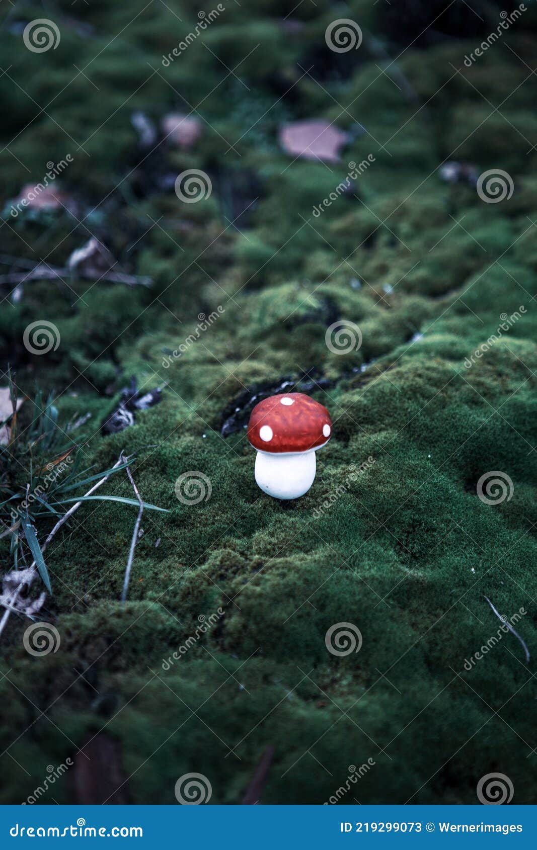 One Little Toadstools on Green Moss Stock Image - Image of fairytale ...