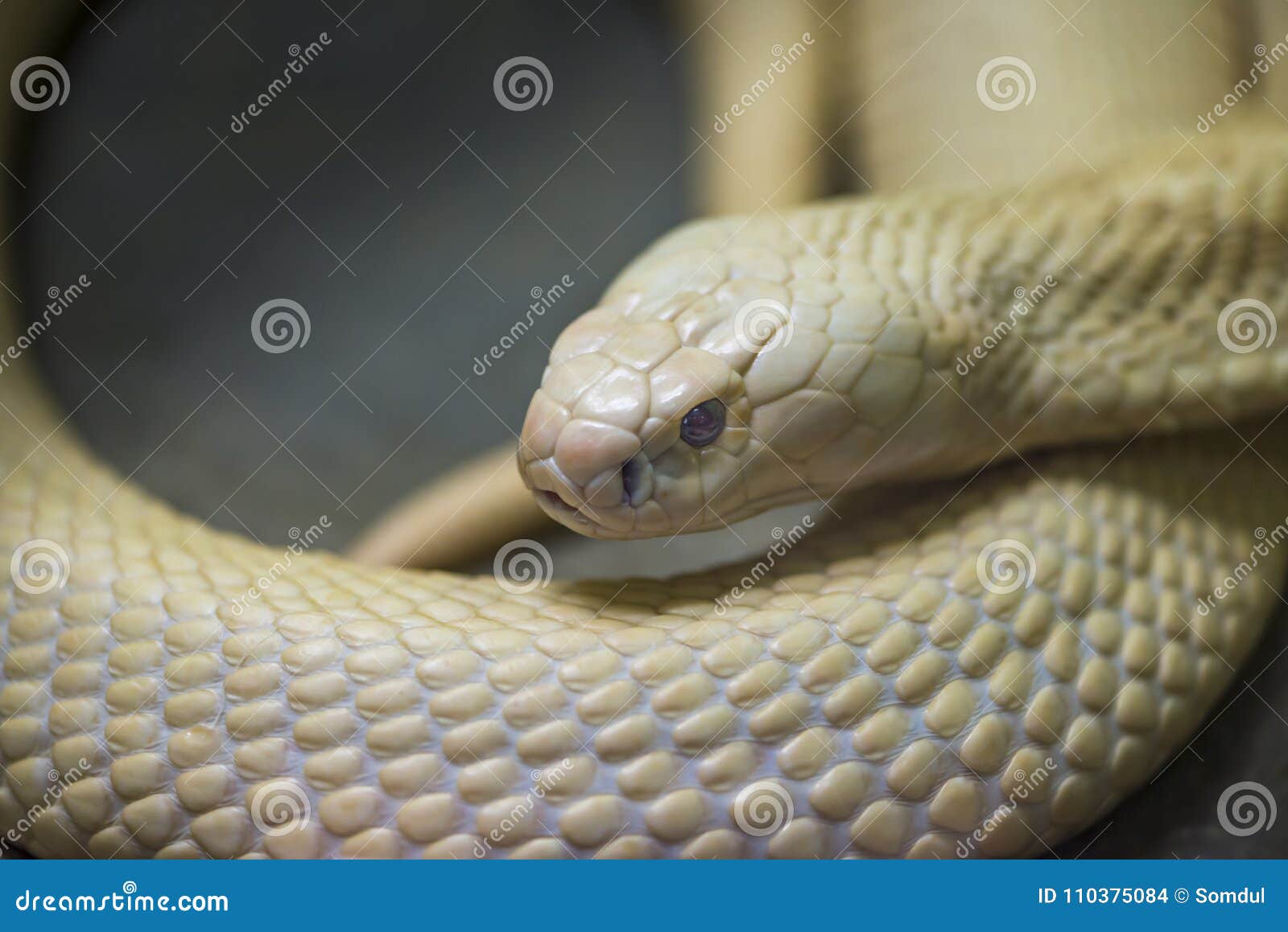 Close up one white snake. stock photo. Image of species - 110375084