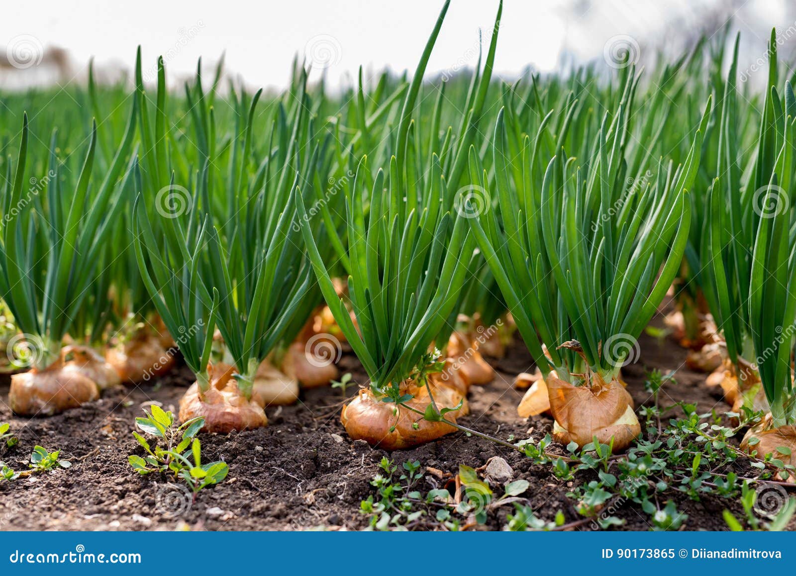 Close-up of Onion Plantation in a Hothouse Stock Image - Image of ...