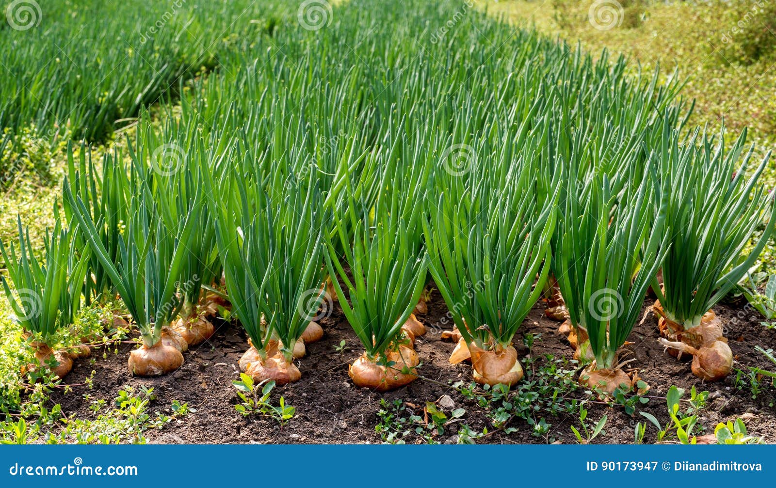 Onion Plantation Stock Photo | CartoonDealer.com #137991618