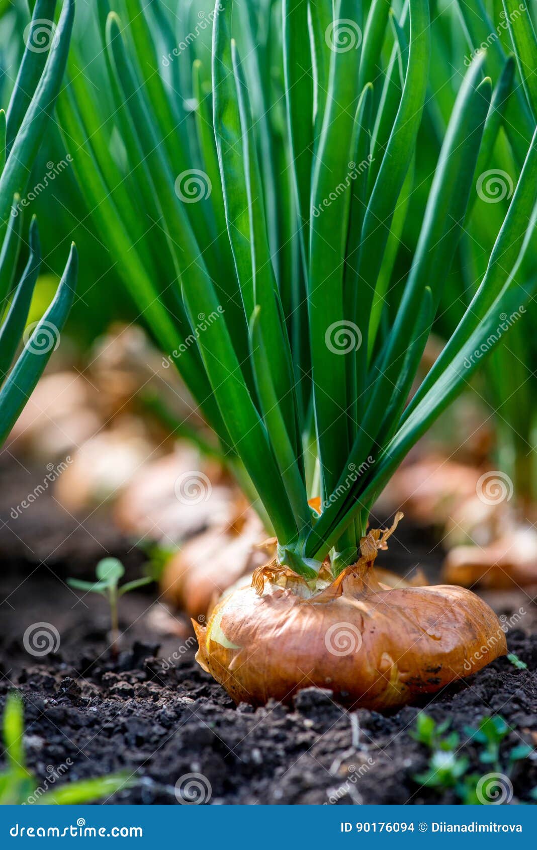 Close-up of Onion Plantation in a Hothouse Stock Photo - Image of ...