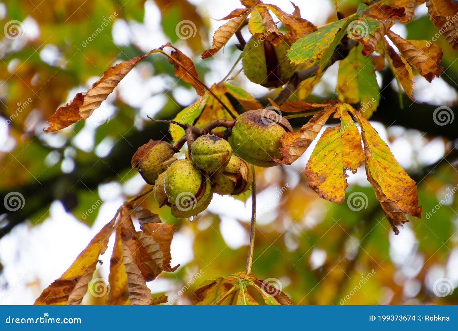 Close Up of Open Chestnuts Hanging on a Chestnut Tree Stock Photo ...