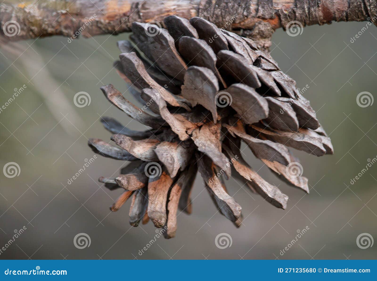Close Up of Open Pine Cone on Pine Tree Stock Photo - Image of tree ...