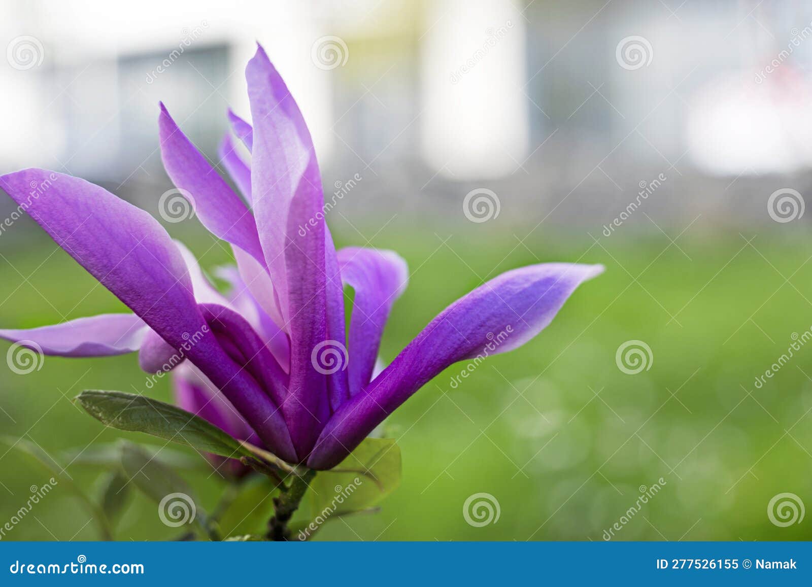 Close-up of an Open Pink Magnolia Flower Stock Image - Image of beauty ...