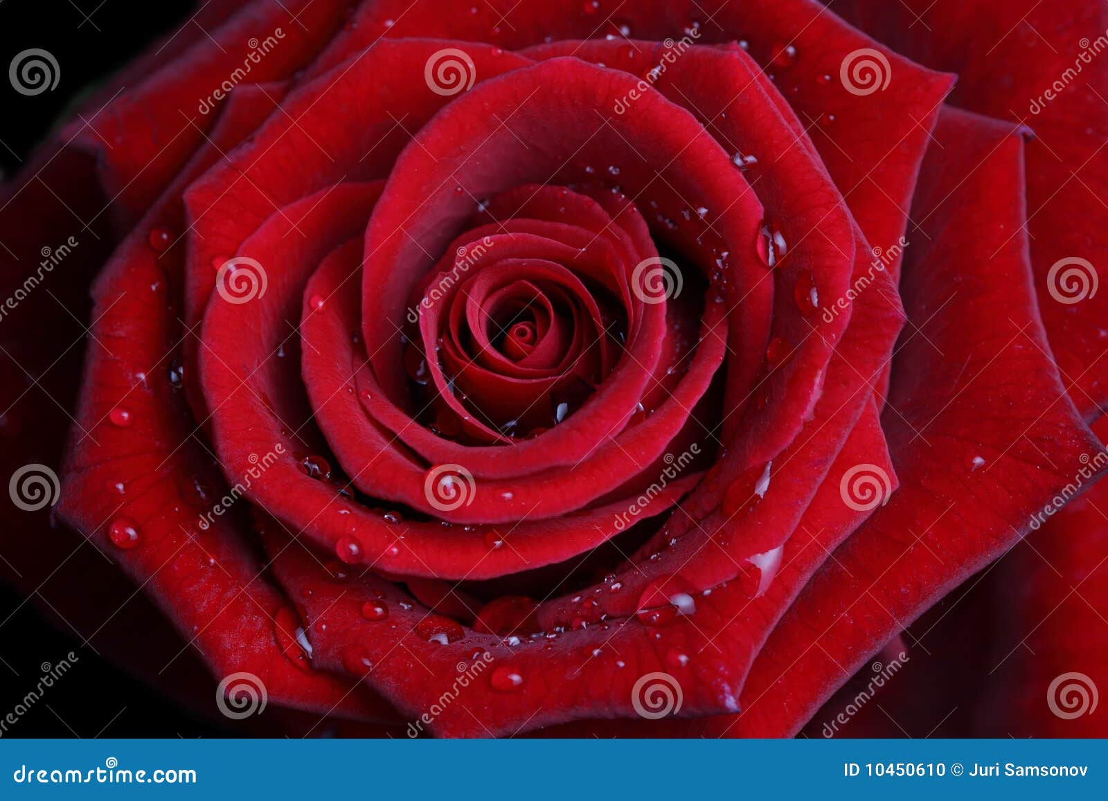 Close-up of open rose. stock photo. Image of petals, love - 10450610