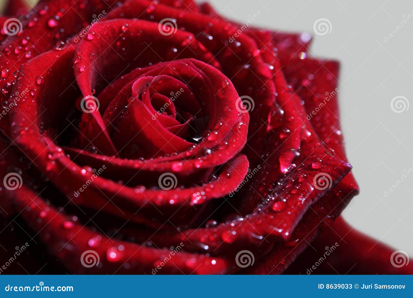 Close-up of open rose. stock image. Image of elegance - 8639033