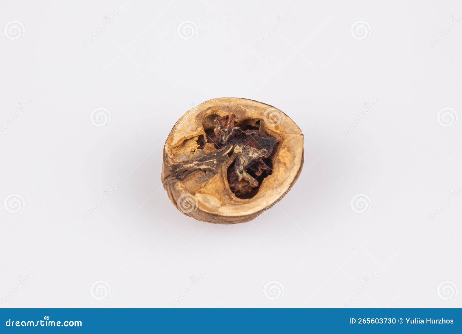 Close-up of a Open Walnut with Rotten Nut Kernel. View of Two Walnuts ...
