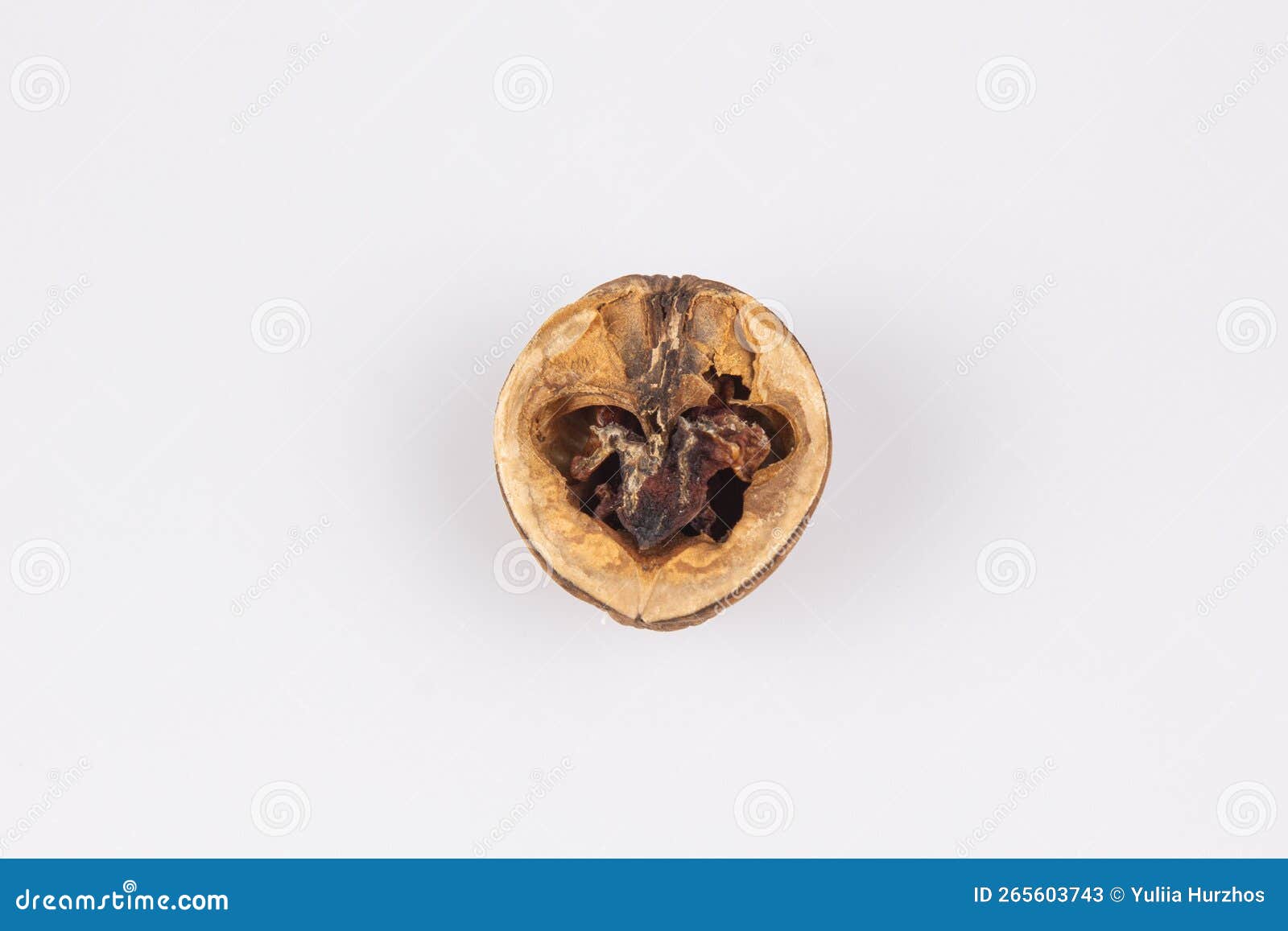 Close-up of a Open Walnut with Rotten Nut Kernel. View of Two Walnuts ...